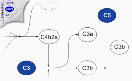 C5base: C5 deficiency | Main page
