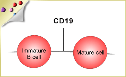 CD19base: CD19 deficiency | Main page