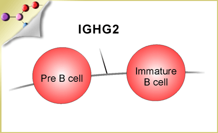 IGHG2base: IgG2 deficiency | Main page
