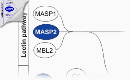 MASP2base: MASP2 deficiency | Main page